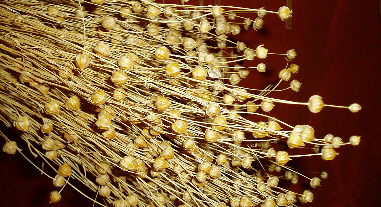 LINŲ DIENĄ NERIZIKUOKITE - Kupiškėnų mintys