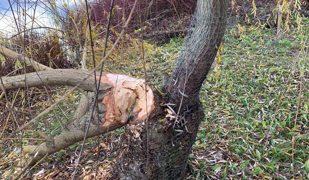 BEBRAI UOŠVĖS LIEŽUVIO NEPALIEKA - Kupiškėnų mintys