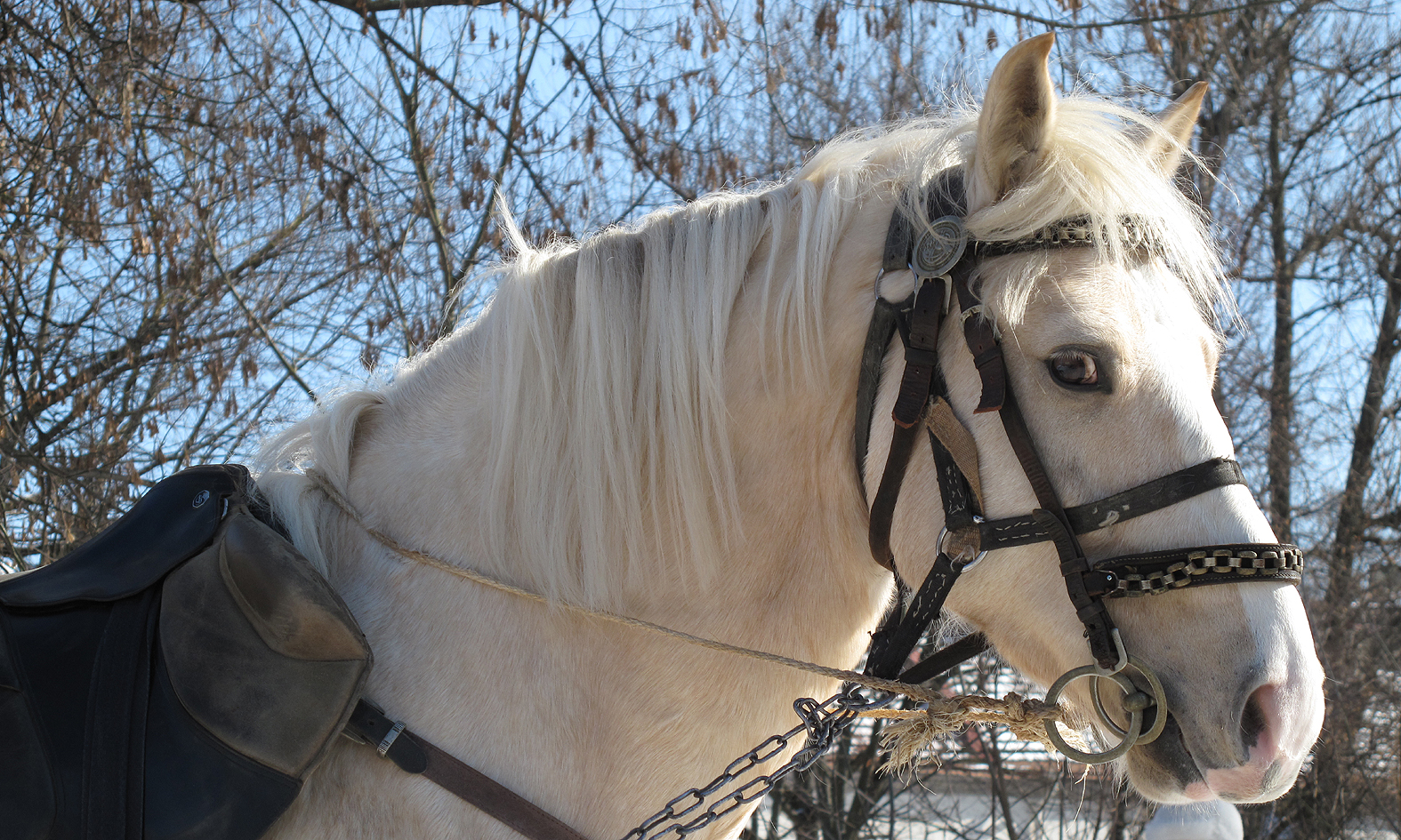 HOROSKOPAS GRUODŽIO 6 D. - Kupiškėnų mintys
