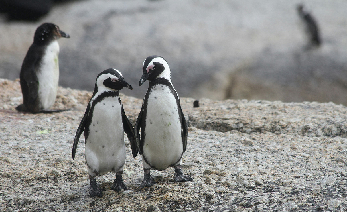 Nuomonės - Kupiškėnų mintys